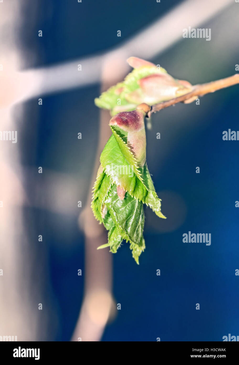 Green leaf bud hi-res stock photography and images - Alamy