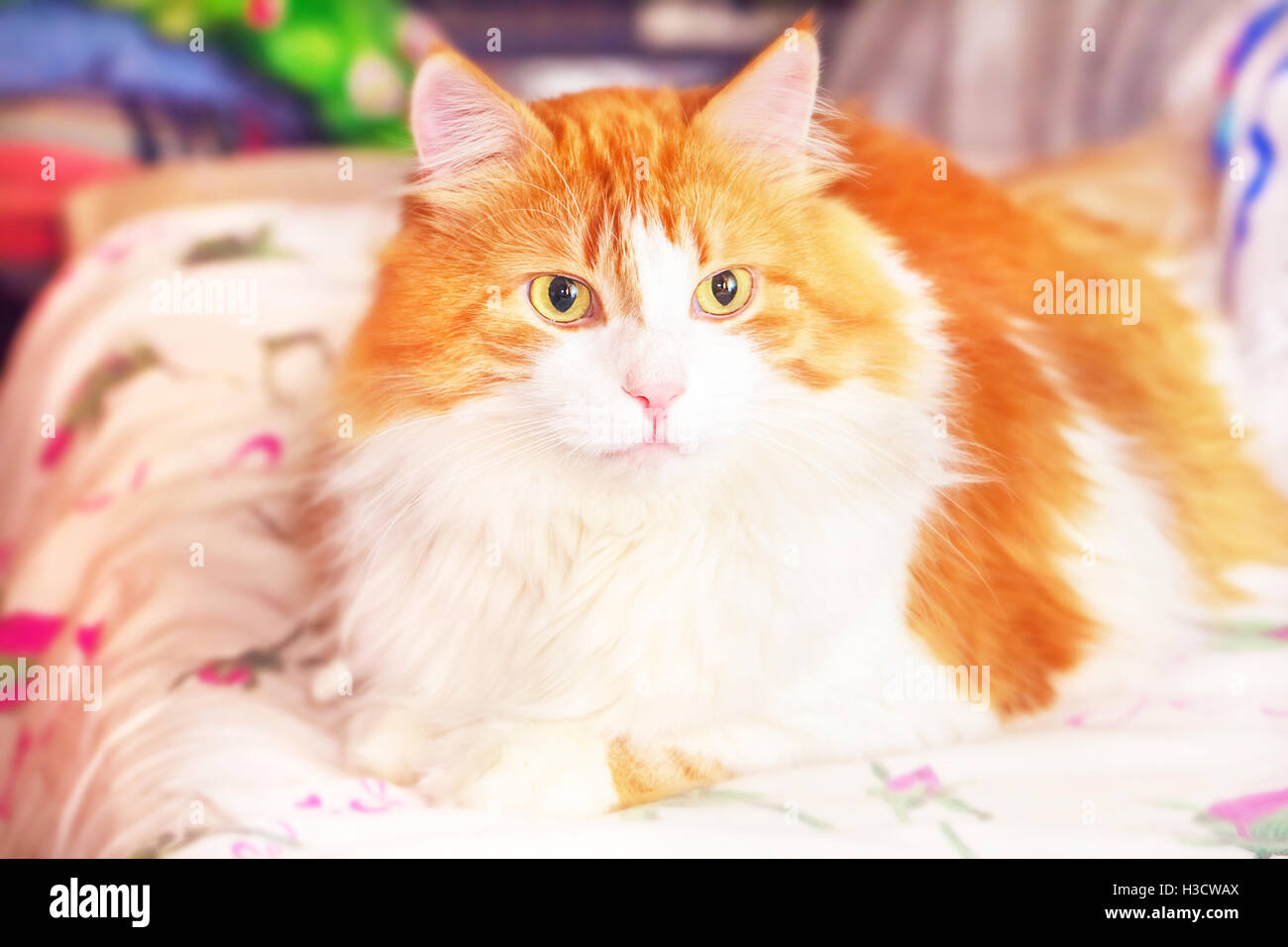 Big red nose hi-res stock photography and images - Alamy