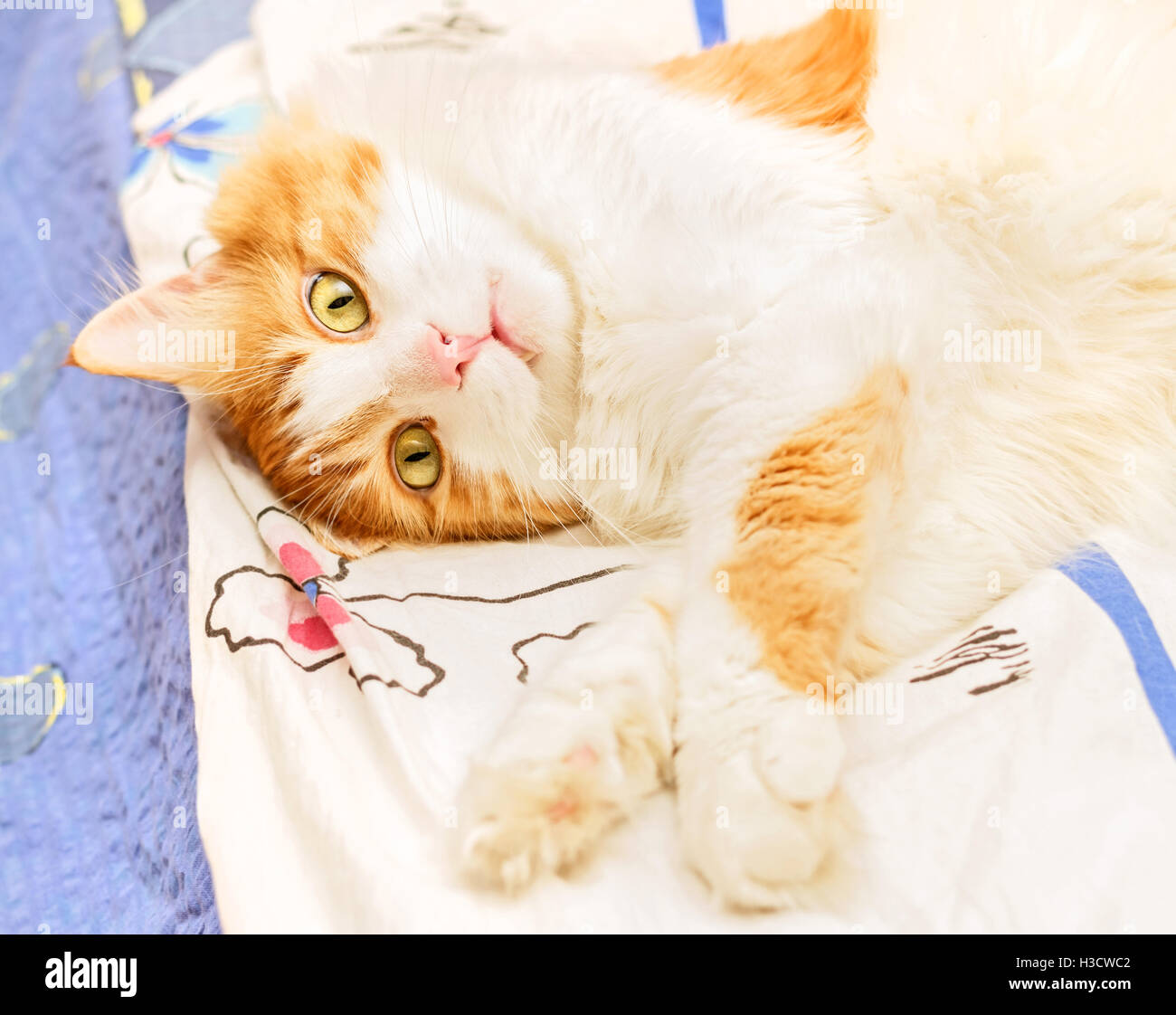 Red cat lying on hi-res stock photography and images - Alamy
