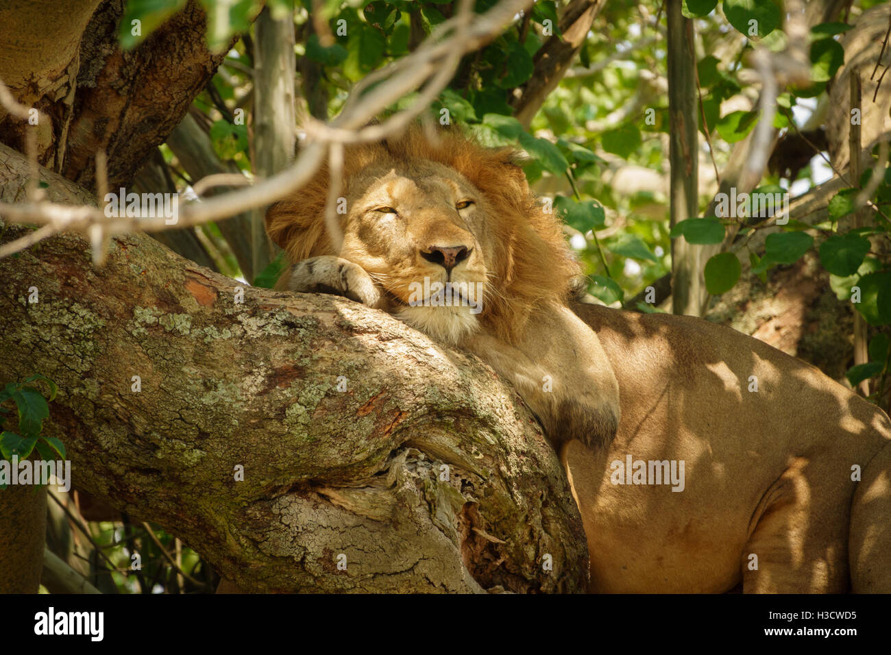 Lion sleeping tree hi-res stock photography and images - Alamy