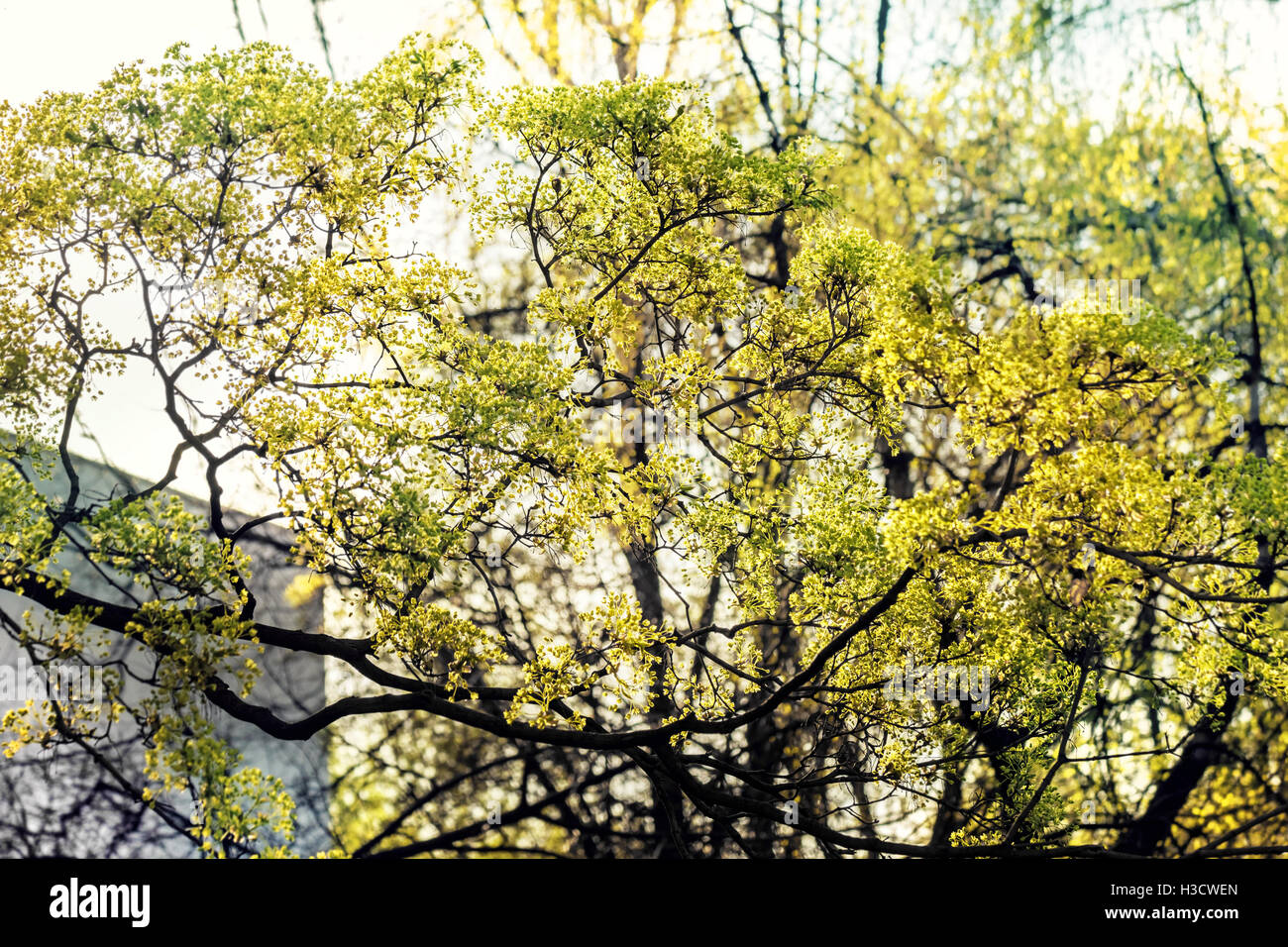 Spring fresh tree branches in yellow and green colours Stock Photo - Alamy