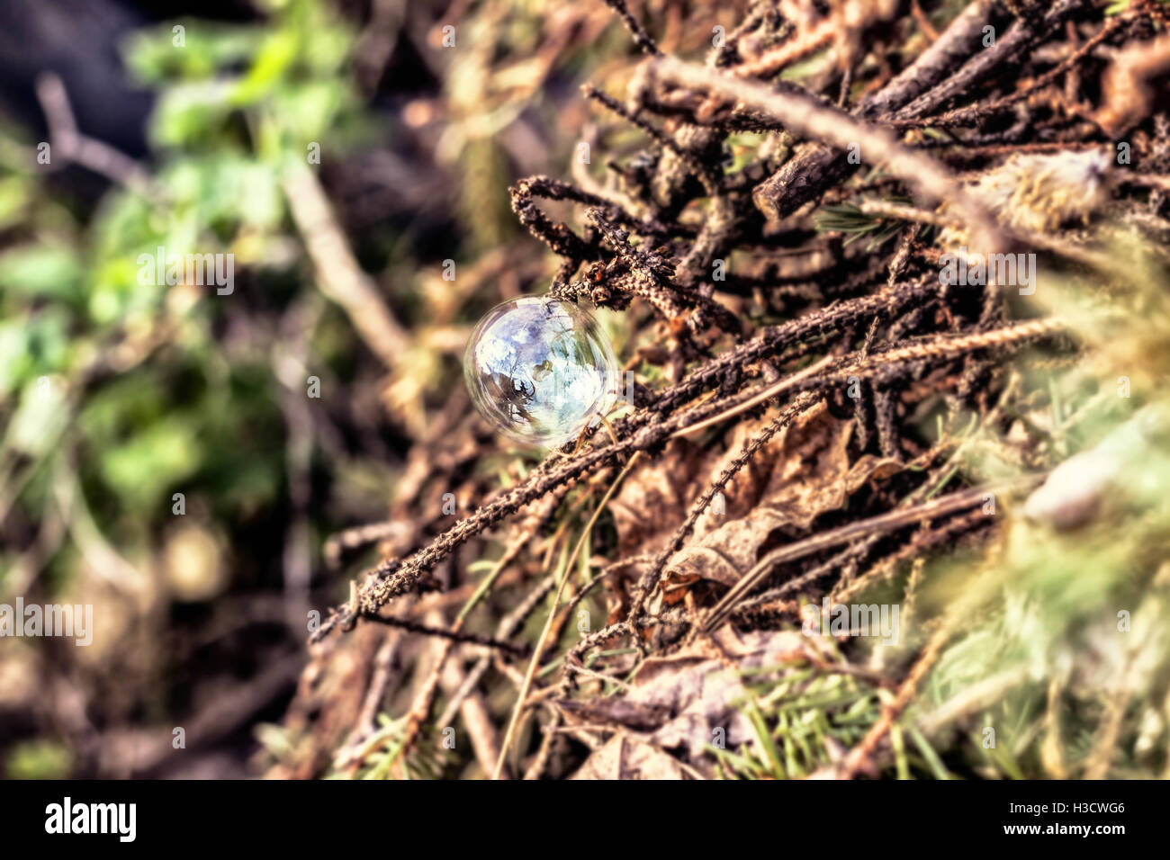 Nice bubble in nature forest at clear day Stock Photo - Alamy