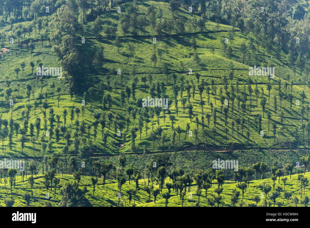 My greenery can refresh your sight today but I can refresh your mind ...