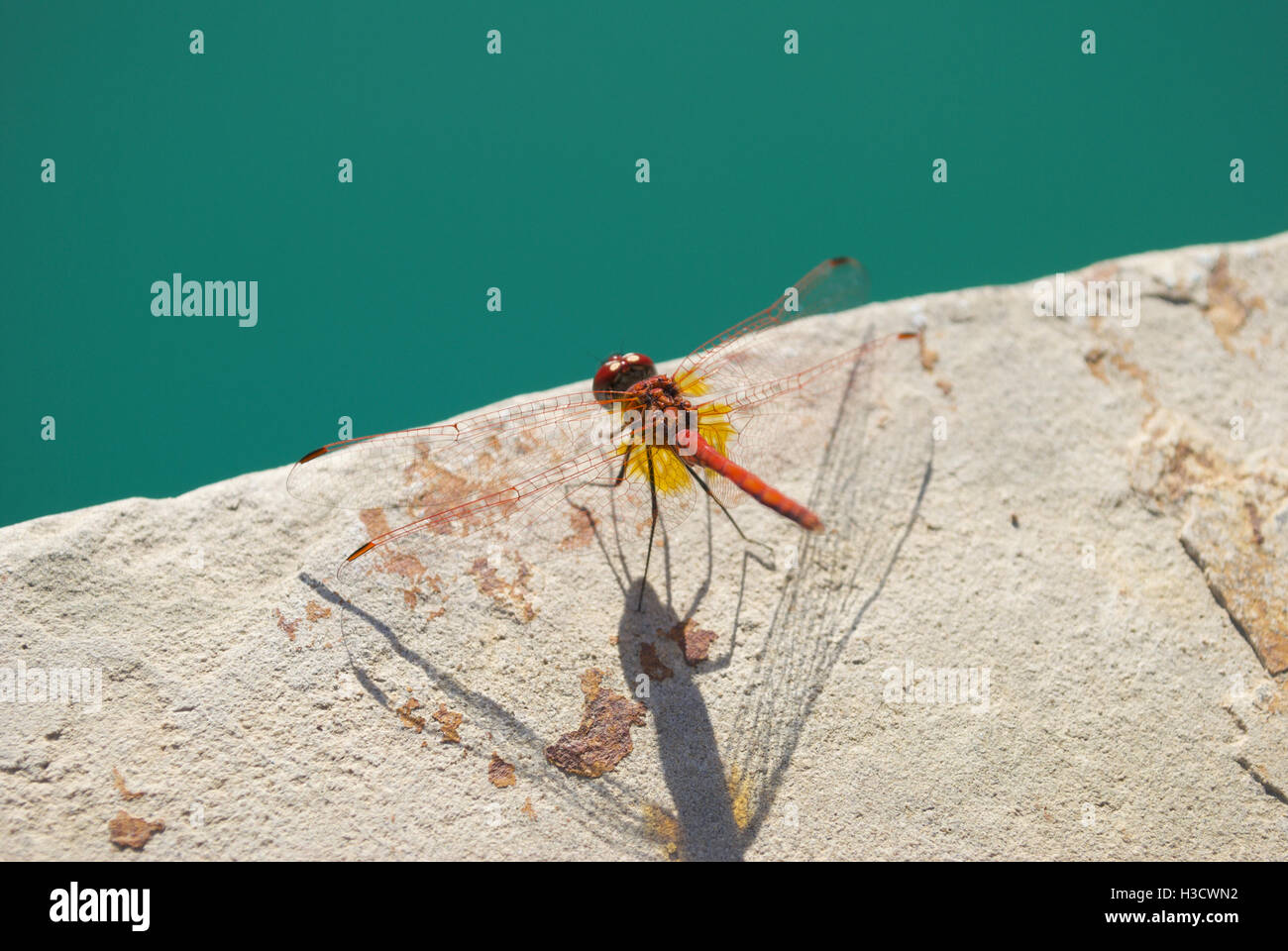 A red dragonfly standing on the stone edge of a swimming pool in ...