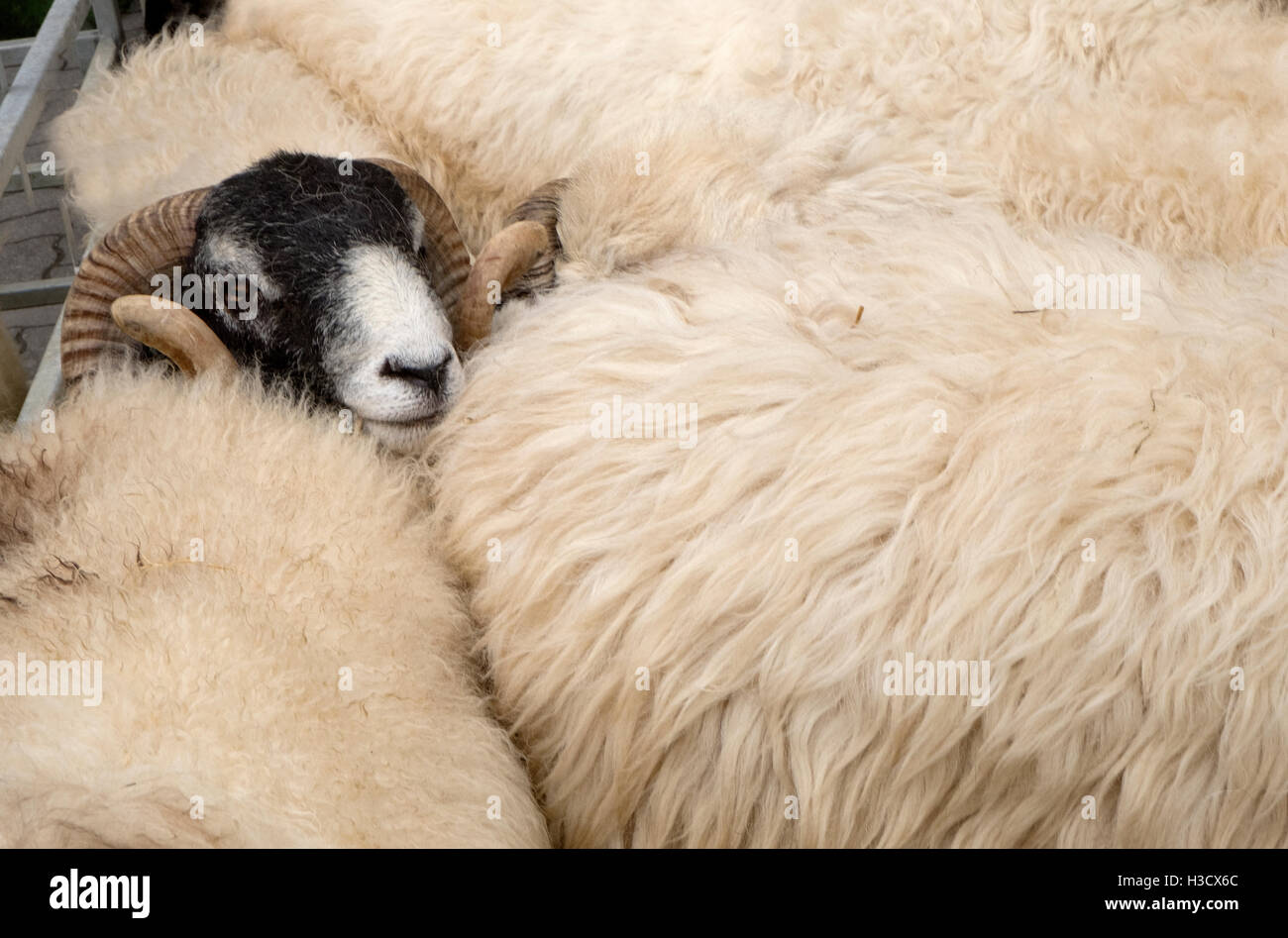 Sheep at market Stock Photo - Alamy
