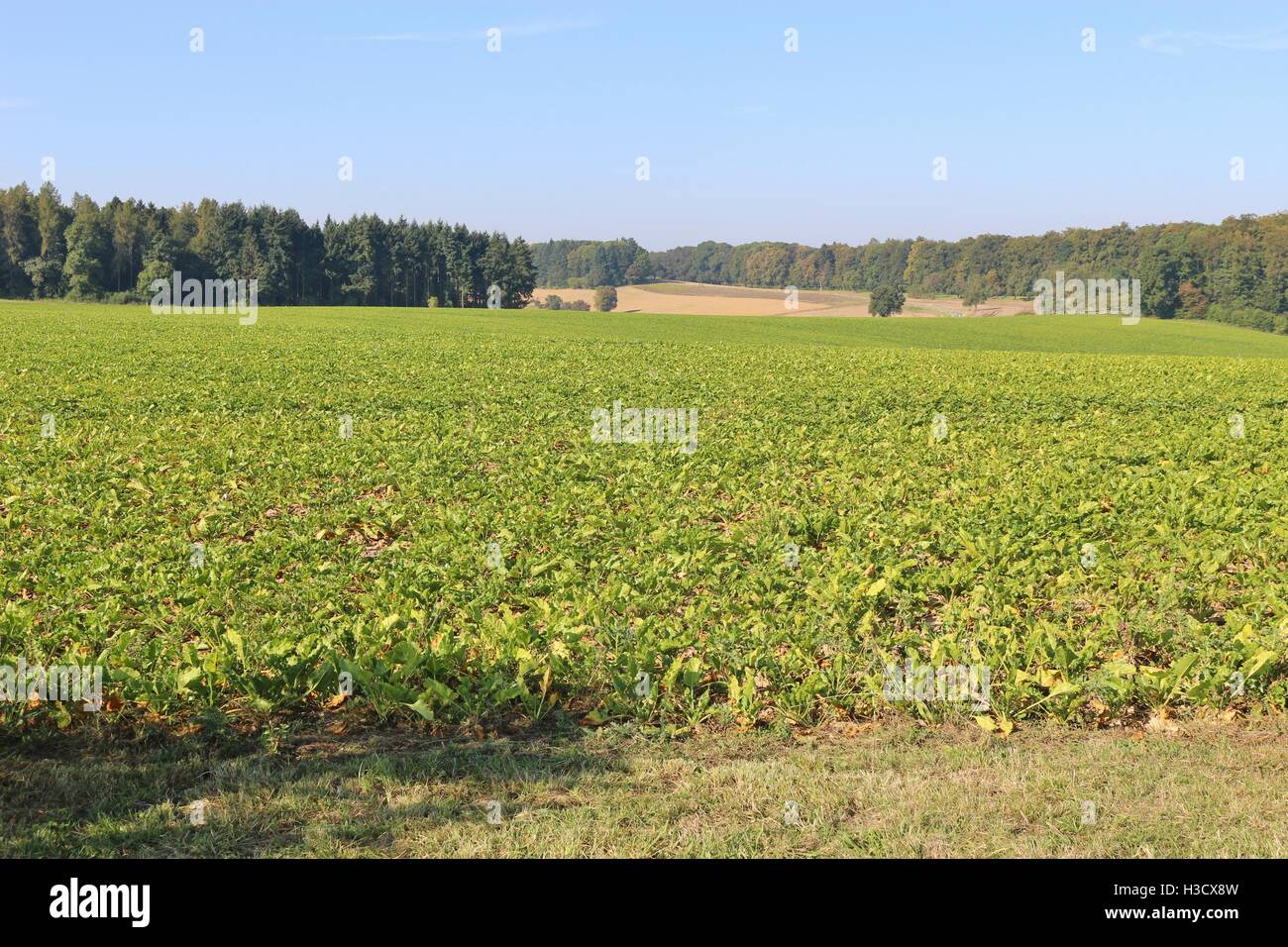 Sugar cane field and forest in the soft hilly landscape of the ...