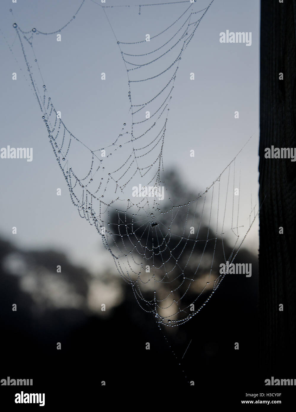 the spider have done a spidernet ready to catch the food Stock Photo ...