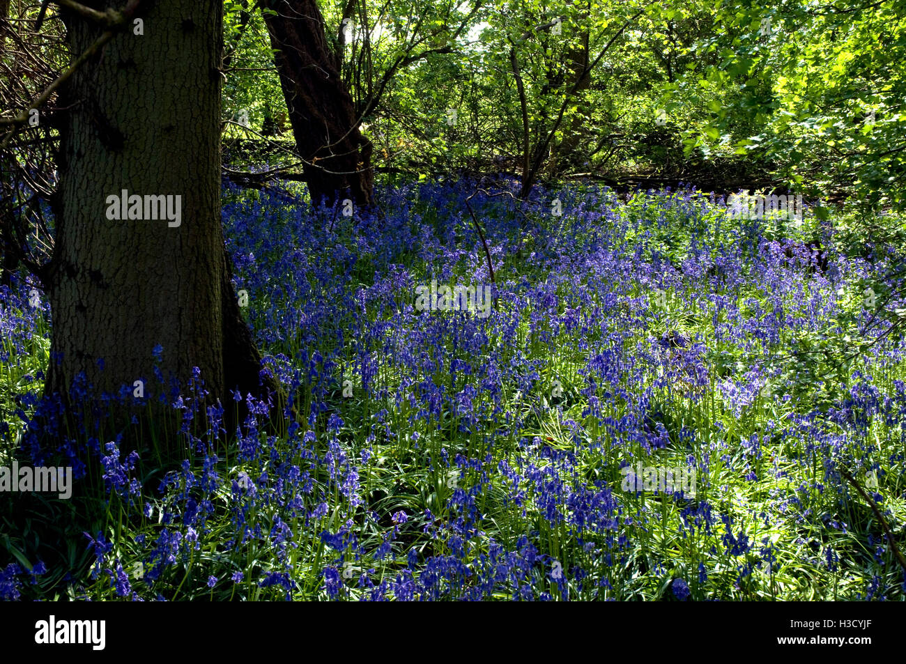 A Bluebell Wood Stock Photo - Alamy