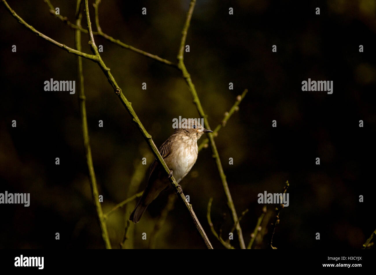 A common Flycatcher roosting Stock Photo - Alamy