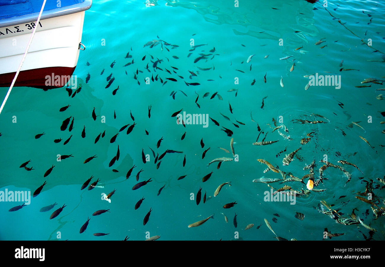 Shoal of fish in Sea Stock Photo - Alamy