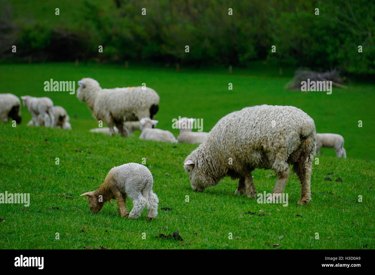 Sheep eating tree hi-res stock photography and images - Alamy