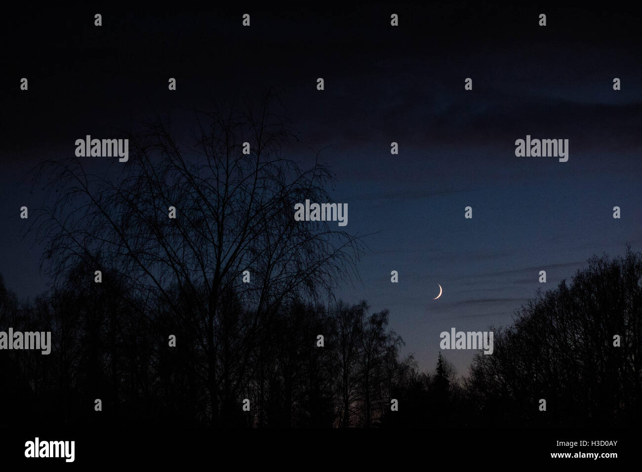 Moonrise over the forest Stock Photo - Alamy
