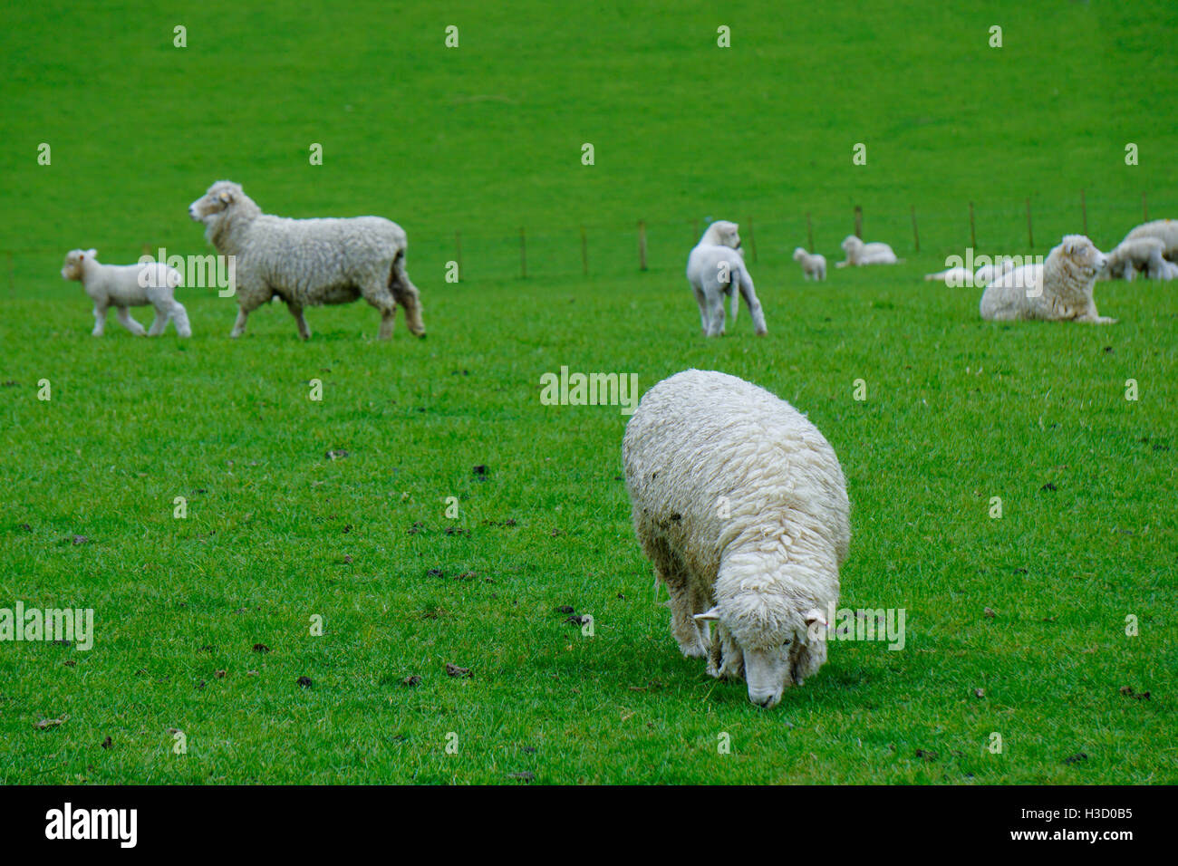 Beautiful landscape of sheep farm with sheep and lamb walking on the ...