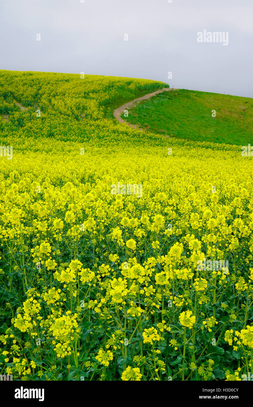 Yellow field hi-res stock photography and images - Alamy