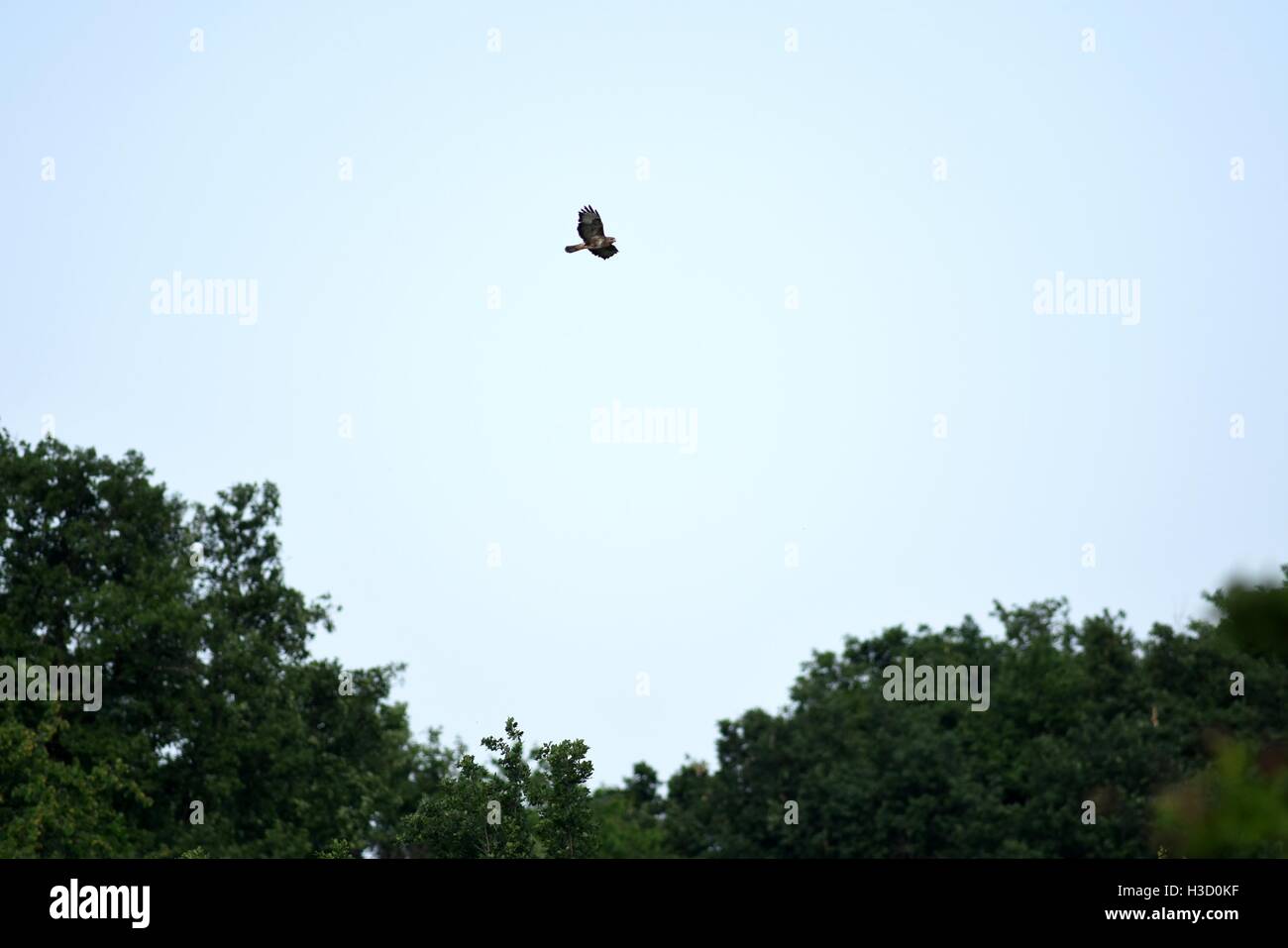 Rapacious bird hi-res stock photography and images - Alamy