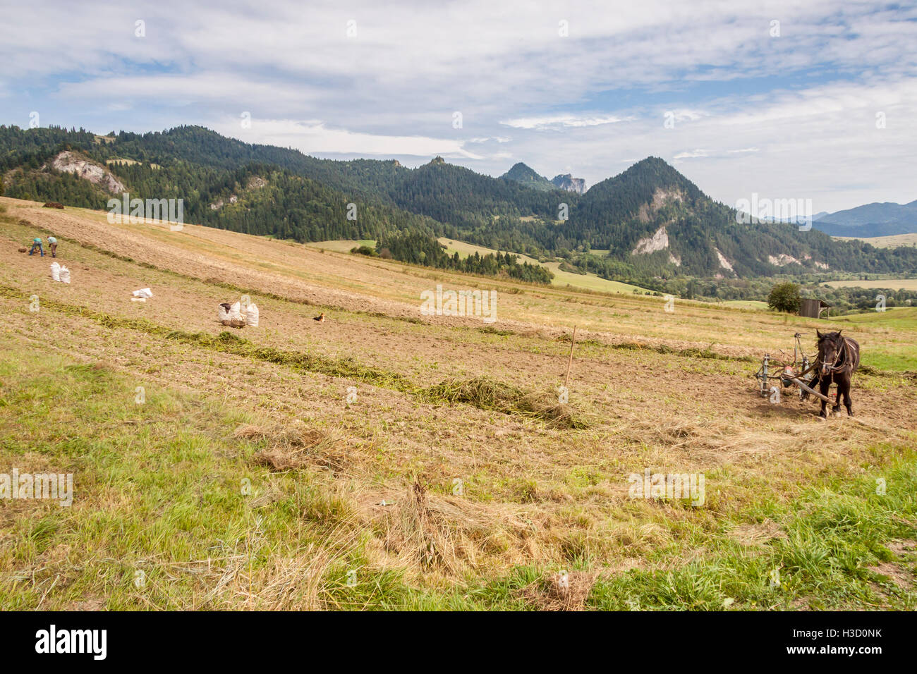 Hard work in field - rural view Stock Photo - Alamy