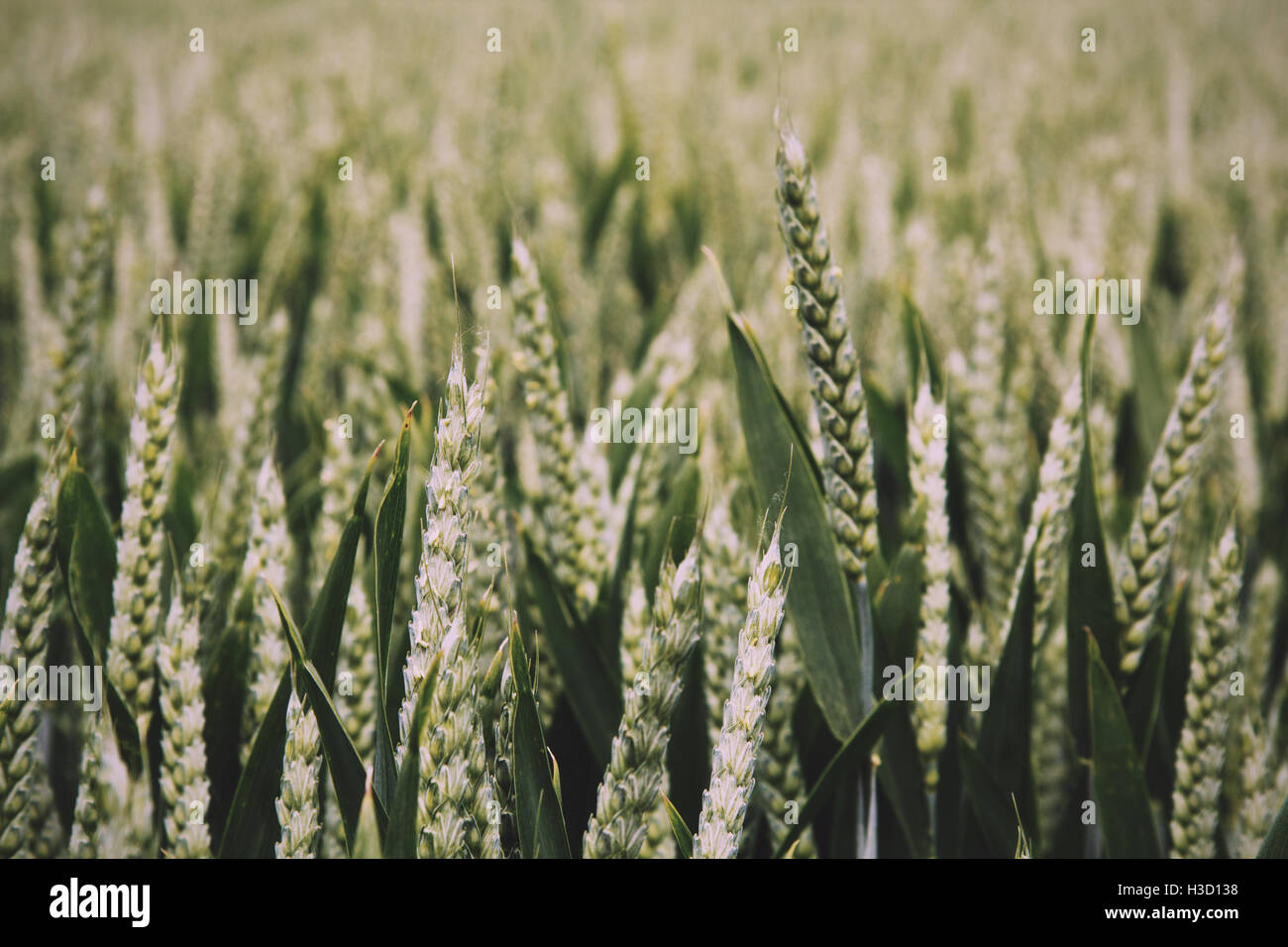 Still green seed hi-res stock photography and images - Alamy