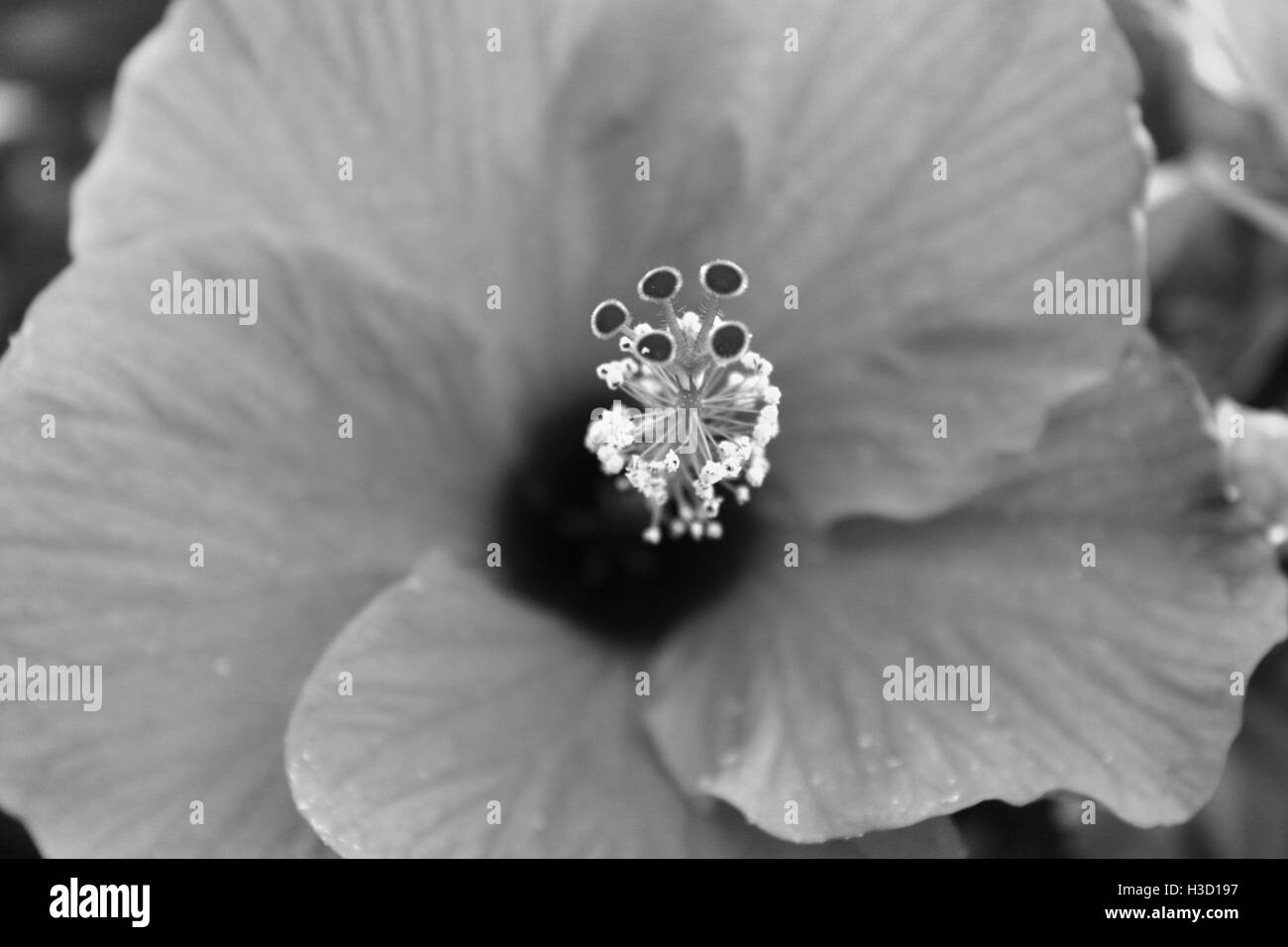 gray scale flower Stock Photo - Alamy