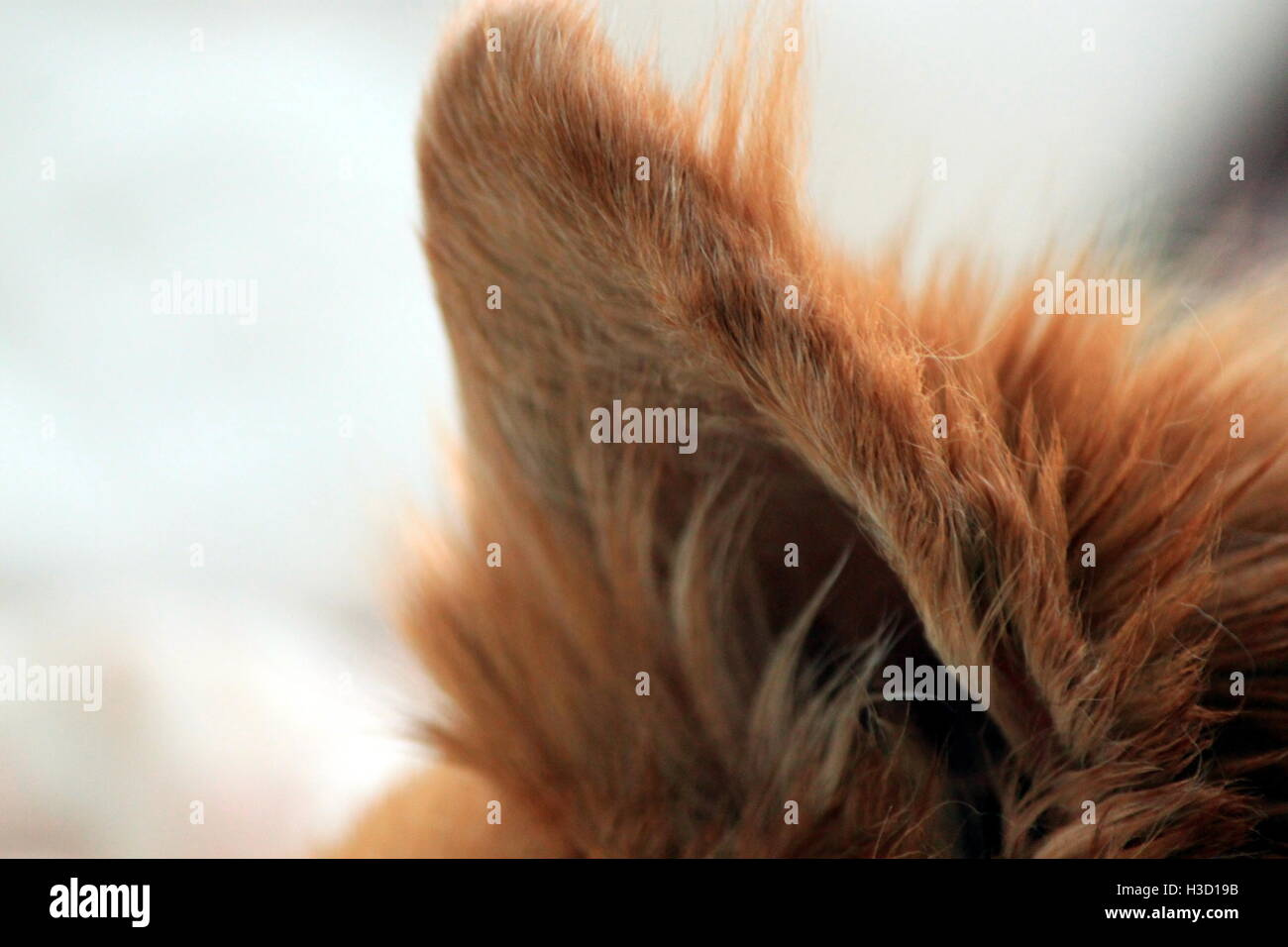 Fluffy ear hi-res stock photography and images - Alamy