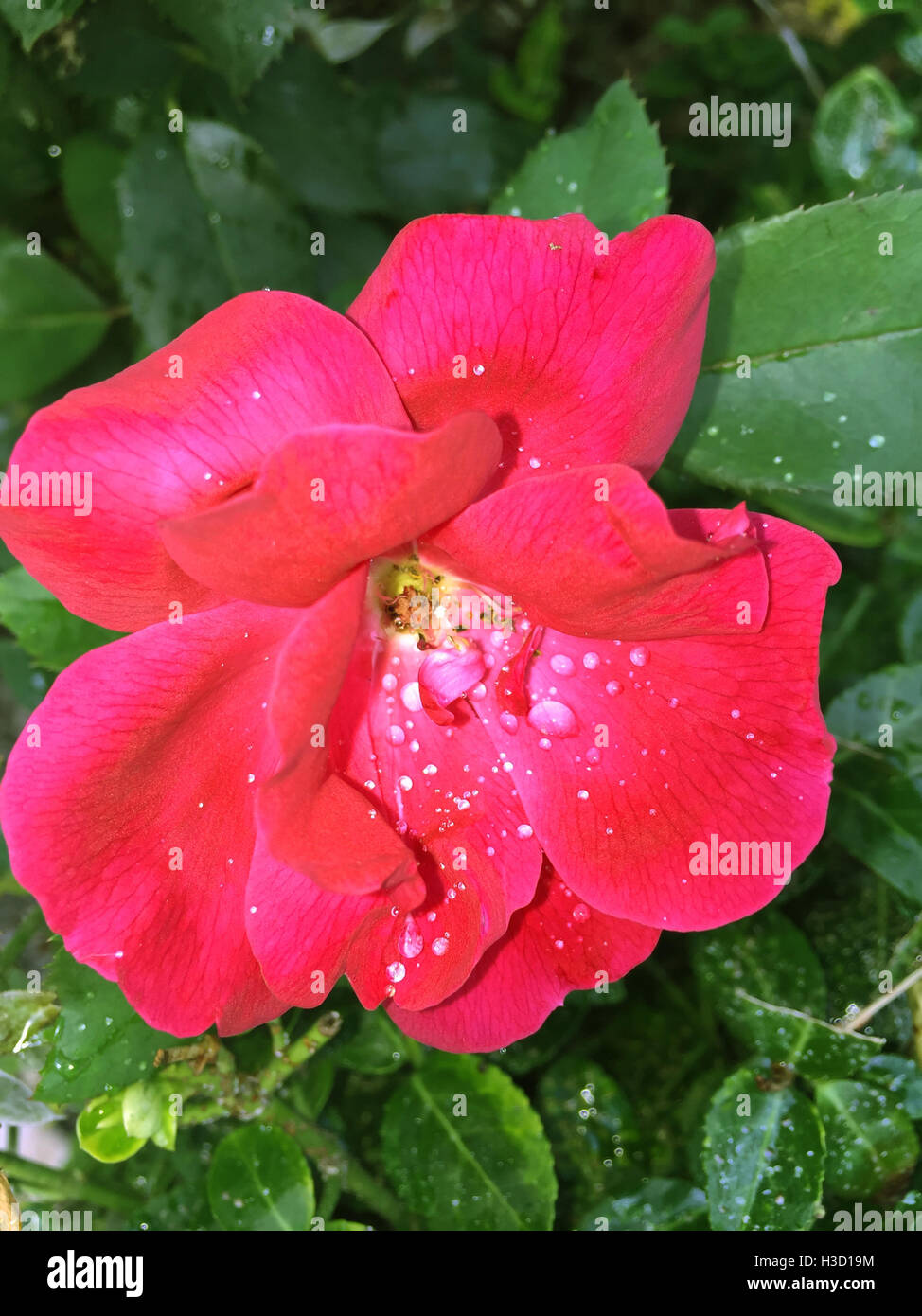 Pink flower with dew drops hi-res stock photography and images - Alamy