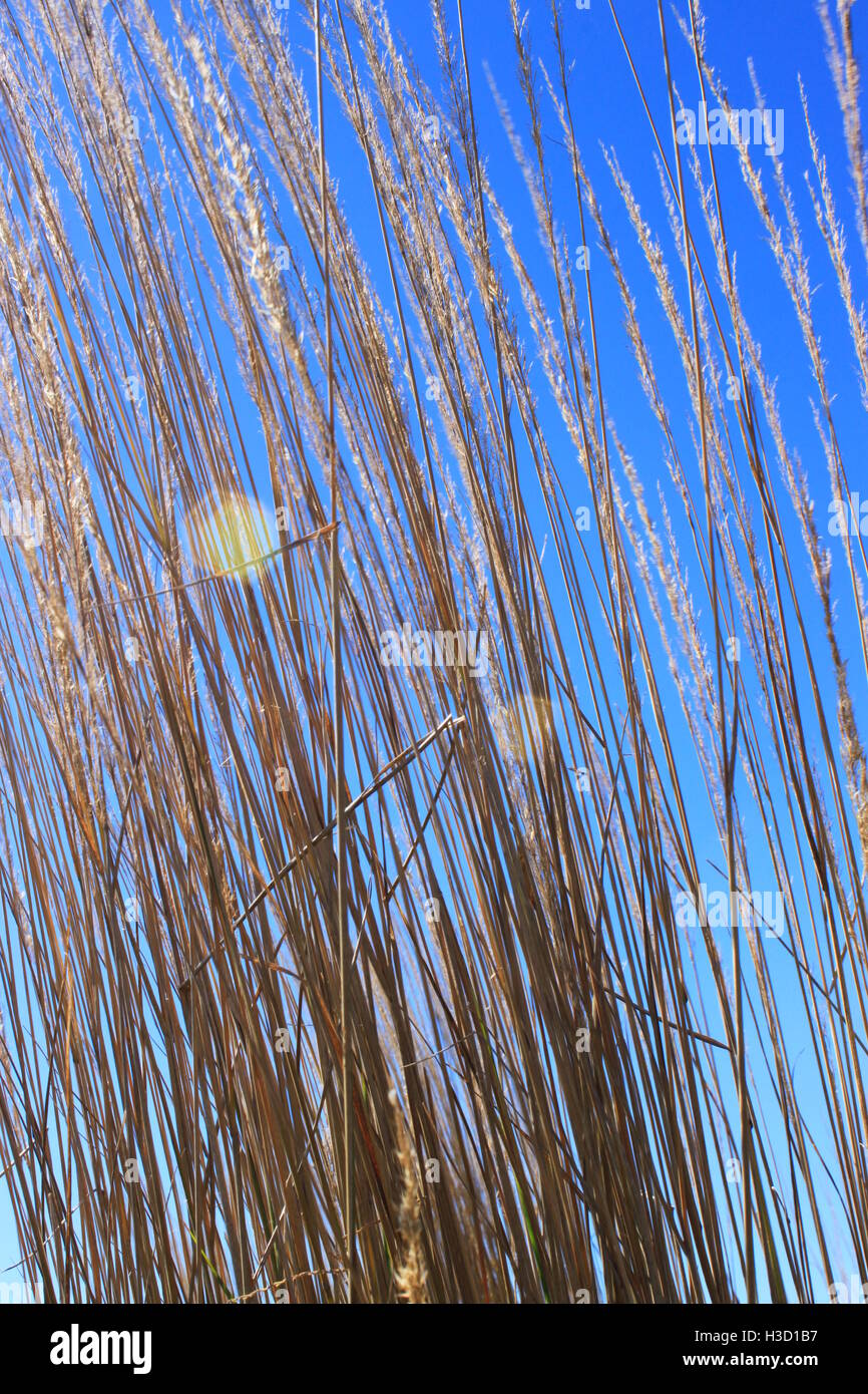 Uncultivated tall grass hi-res stock photography and images - Alamy