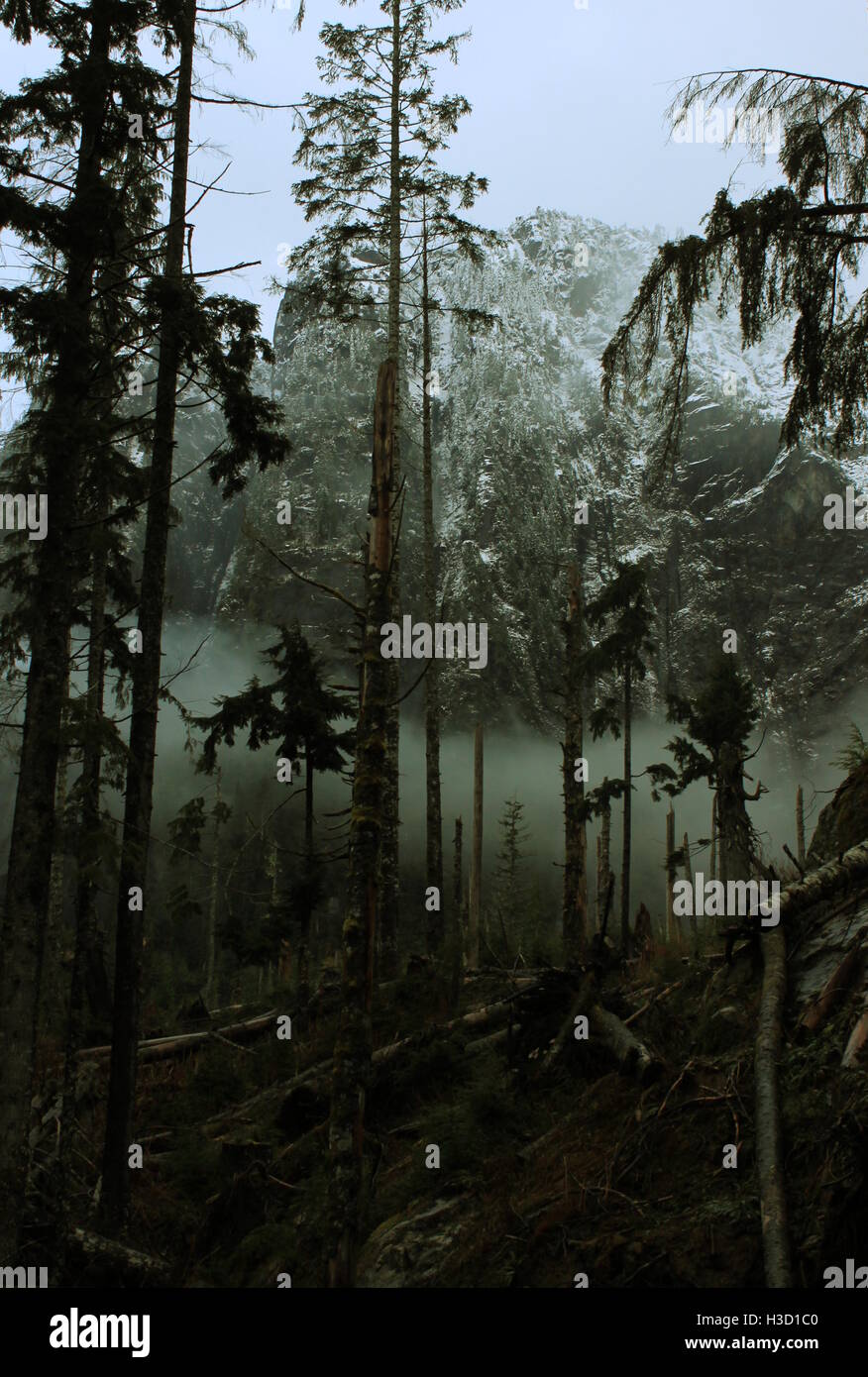 trees in mist Stock Photo - Alamy