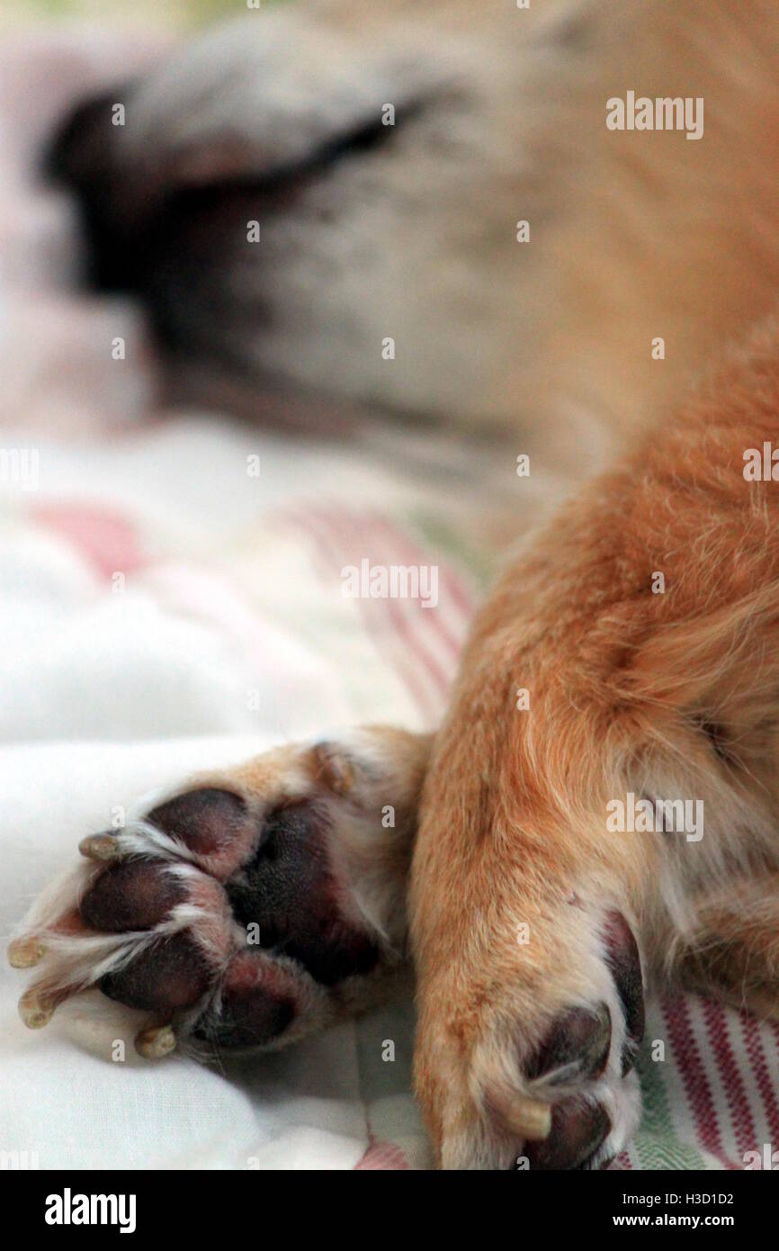 Paws for people hi-res stock photography and images - Alamy