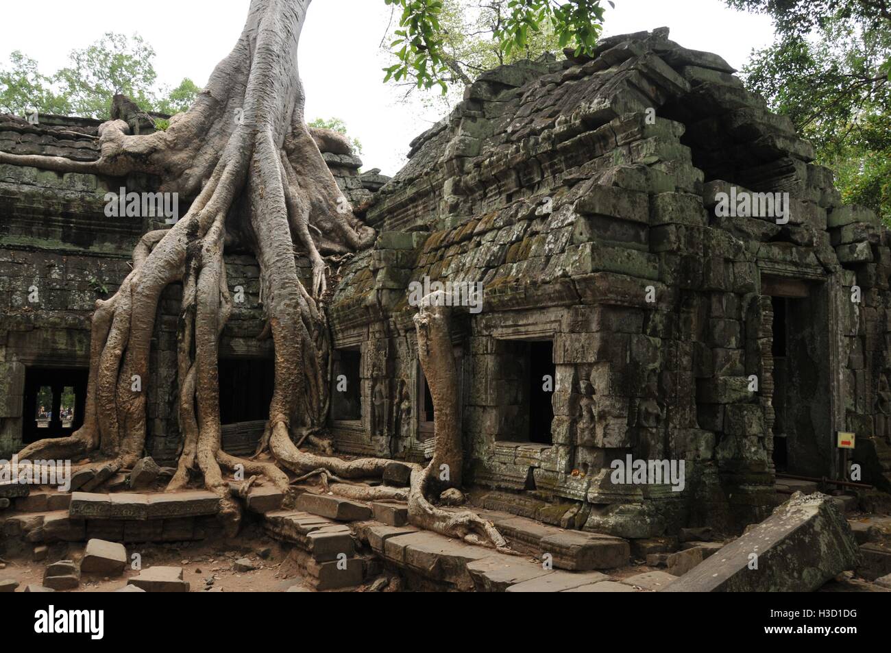 The famous roots of Banyan Tree entangling the walls of Ta Prohm Temple ...