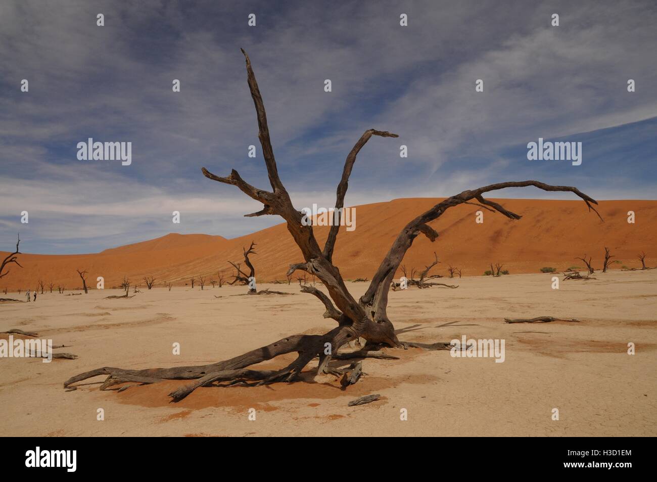 Sossusvlei - Death Valley in Namibia. Skeleton trees Stock Photo - Alamy