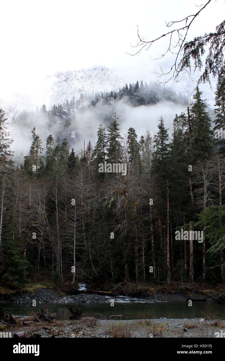forest in the mountains Stock Photo - Alamy