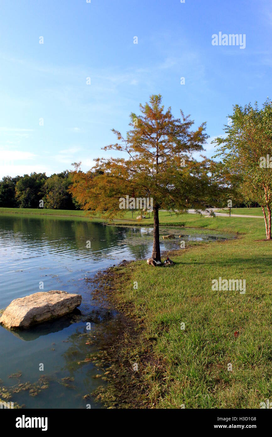 edge of a pond Stock Photo - Alamy