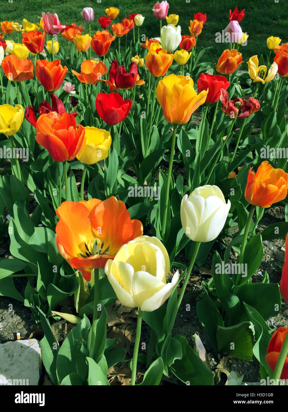 Tulip multi colored petals hi-res stock photography and images - Alamy
