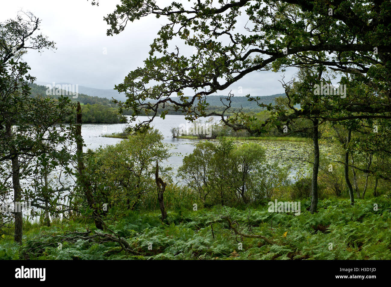 Loch Kinord and Muir of Dinnet National Nature Reserve near Ballater ...