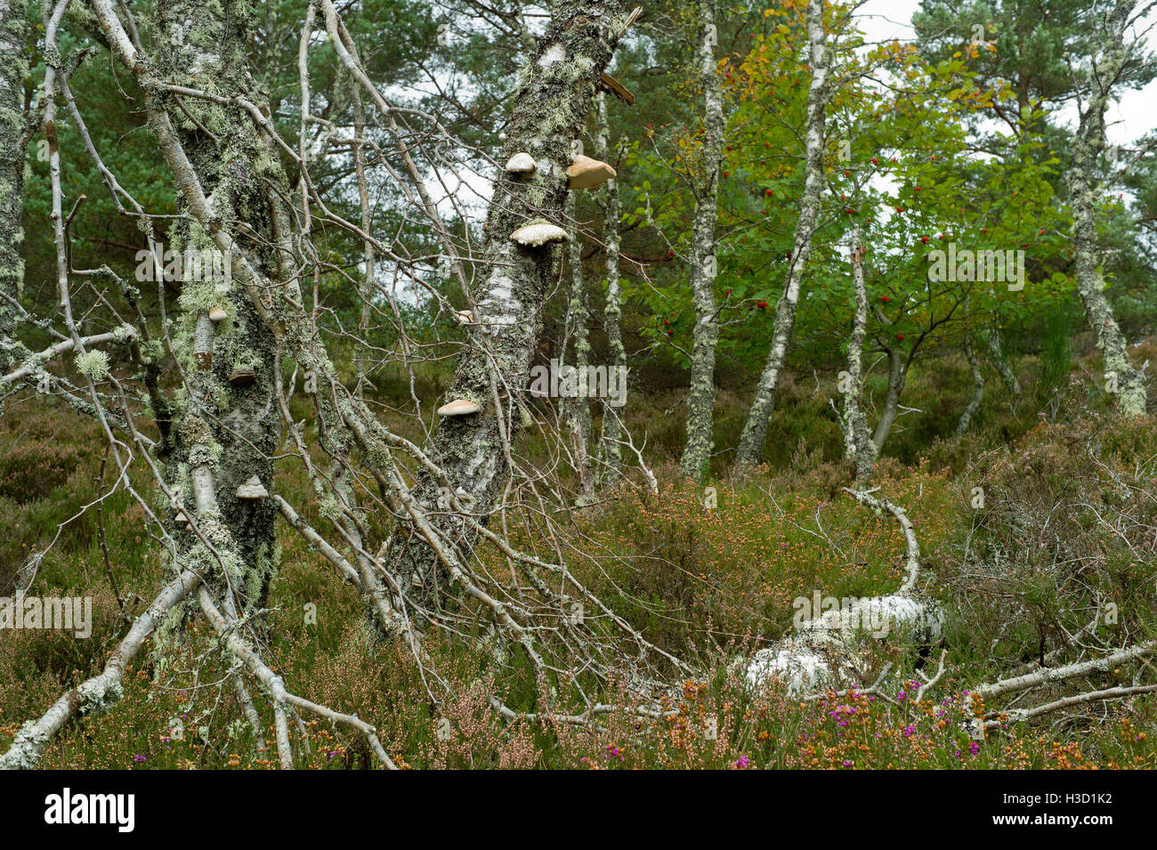 Bracket Fungi growing on rotting birch trees Muir of Dinnet National ...