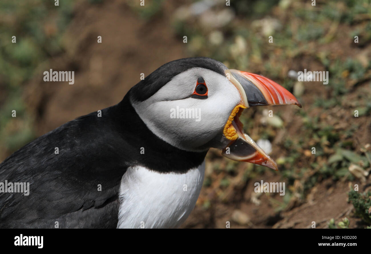 Clown among seabirds hi-res stock photography and images - Alamy