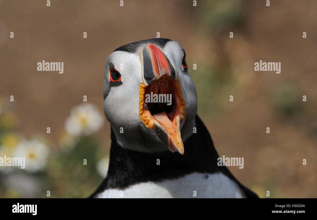 Puffin (Fratercula arctica) with open beak on Skomer Island during the ...
