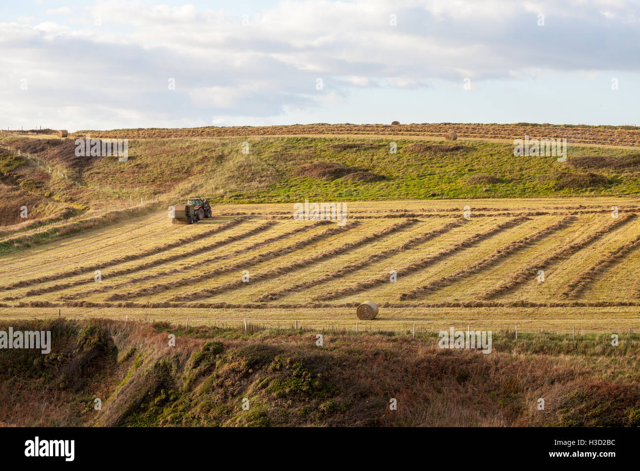Making haylage in October on the Pembrokeshire coast Stock Photo - Alamy