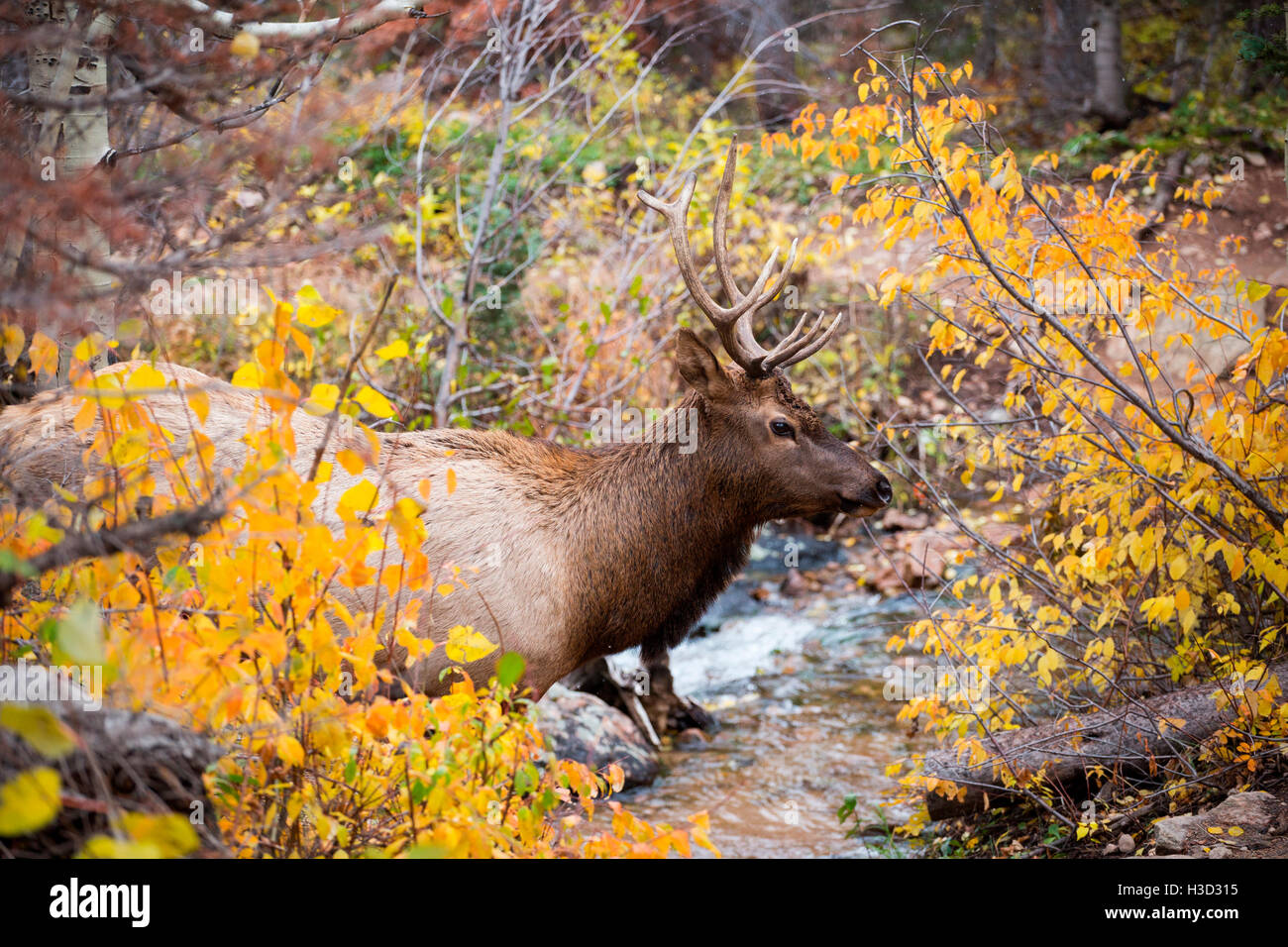 Side view of deer hi-res stock photography and images - Alamy