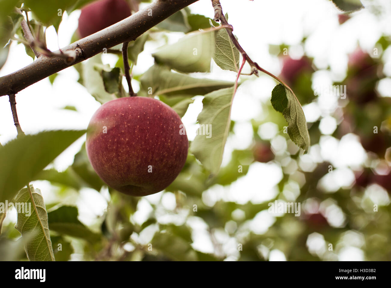Tree growing at an angle hi-res stock photography and images - Alamy