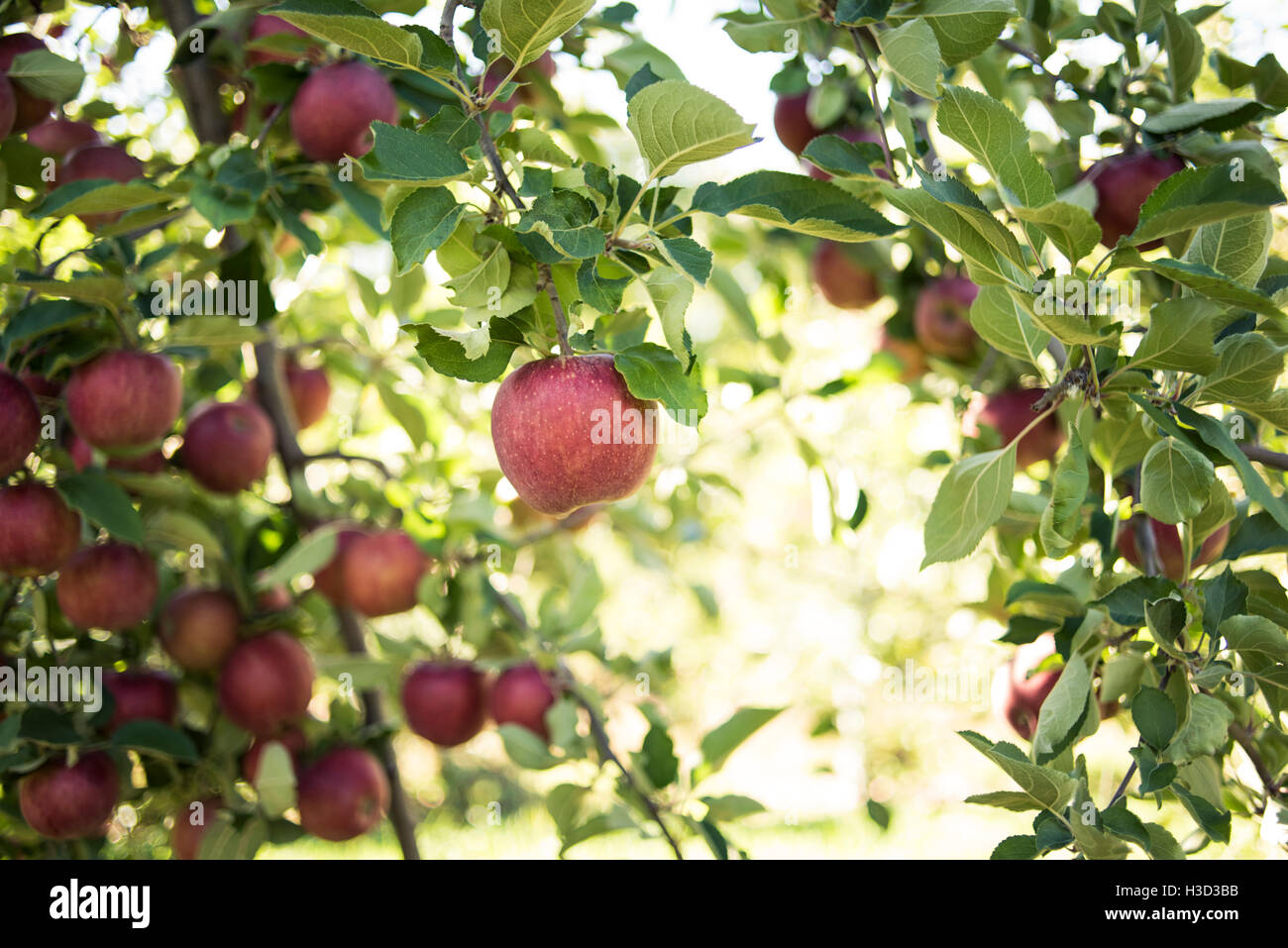 Low angle view of apple tree Stock Photo - Alamy