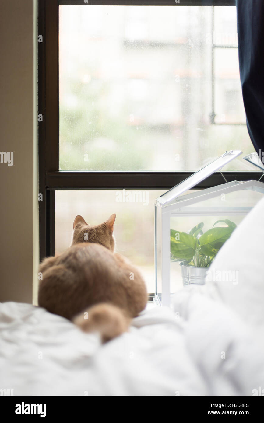 Cat looking through window while relaxing on bed Stock Photo - Alamy