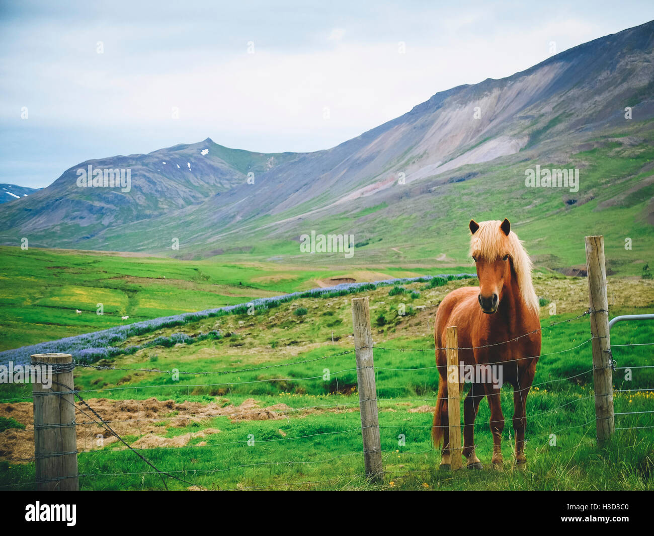 Remote horse landscape hi-res stock photography and images - Alamy