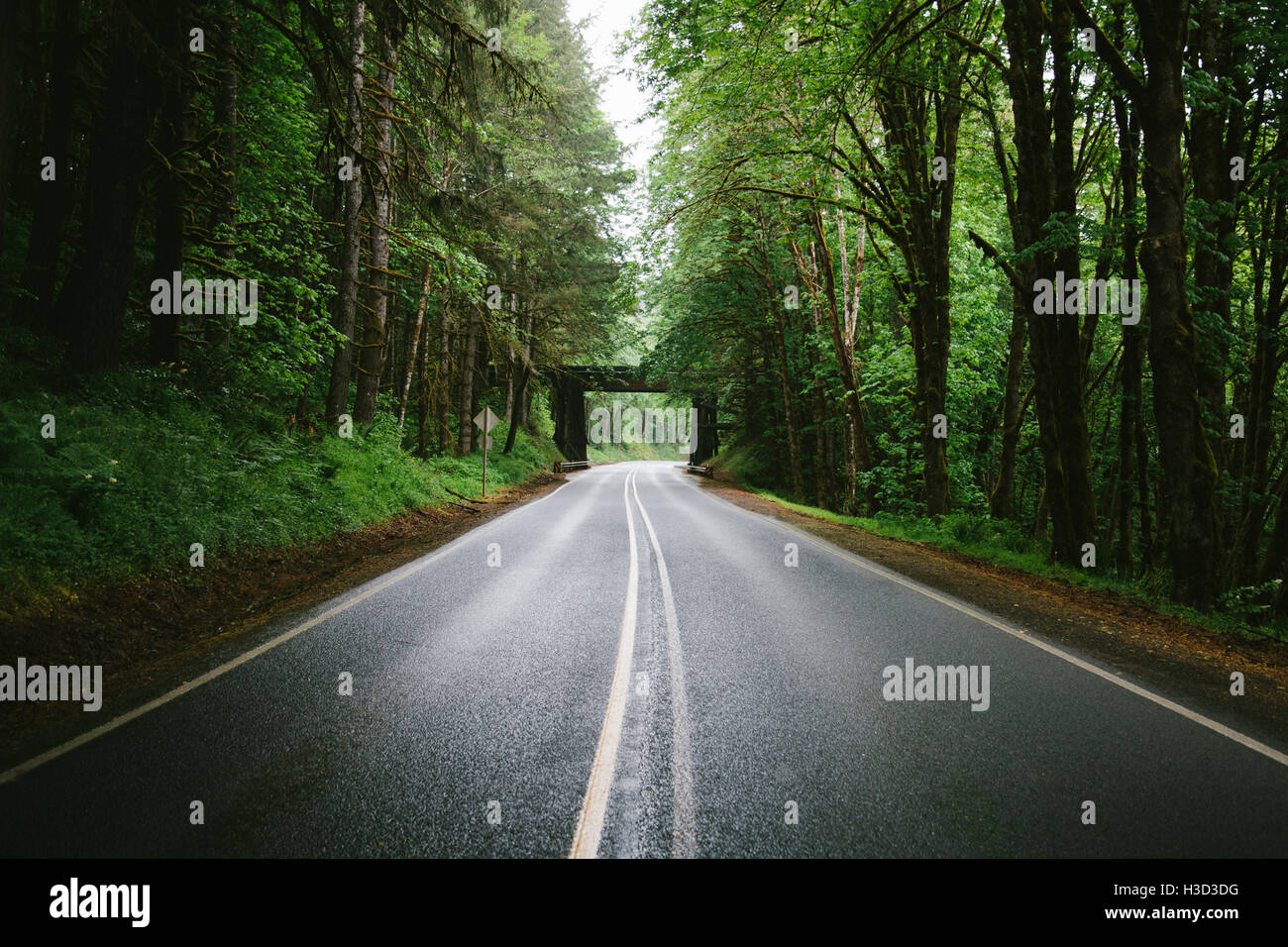 Empty country road amidst trees Stock Photo - Alamy