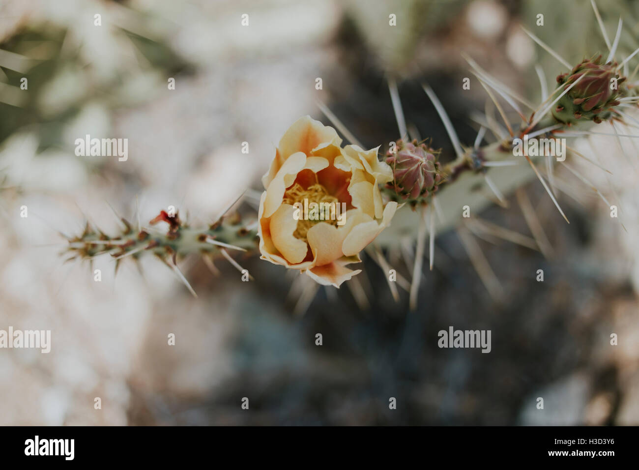 View flower hi-res stock photography and images - Alamy