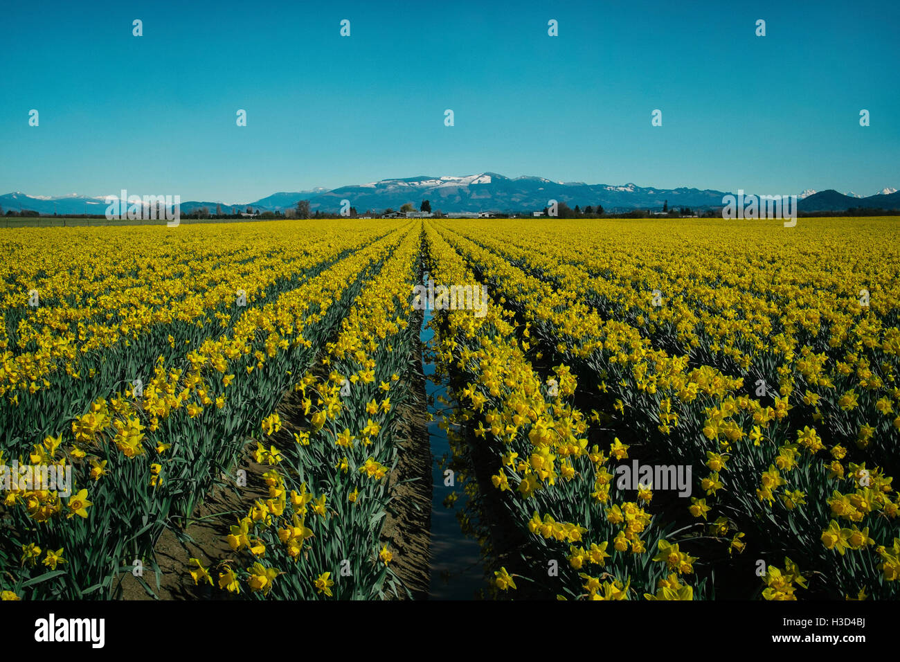 Field daffodils usa hi-res stock photography and images - Alamy