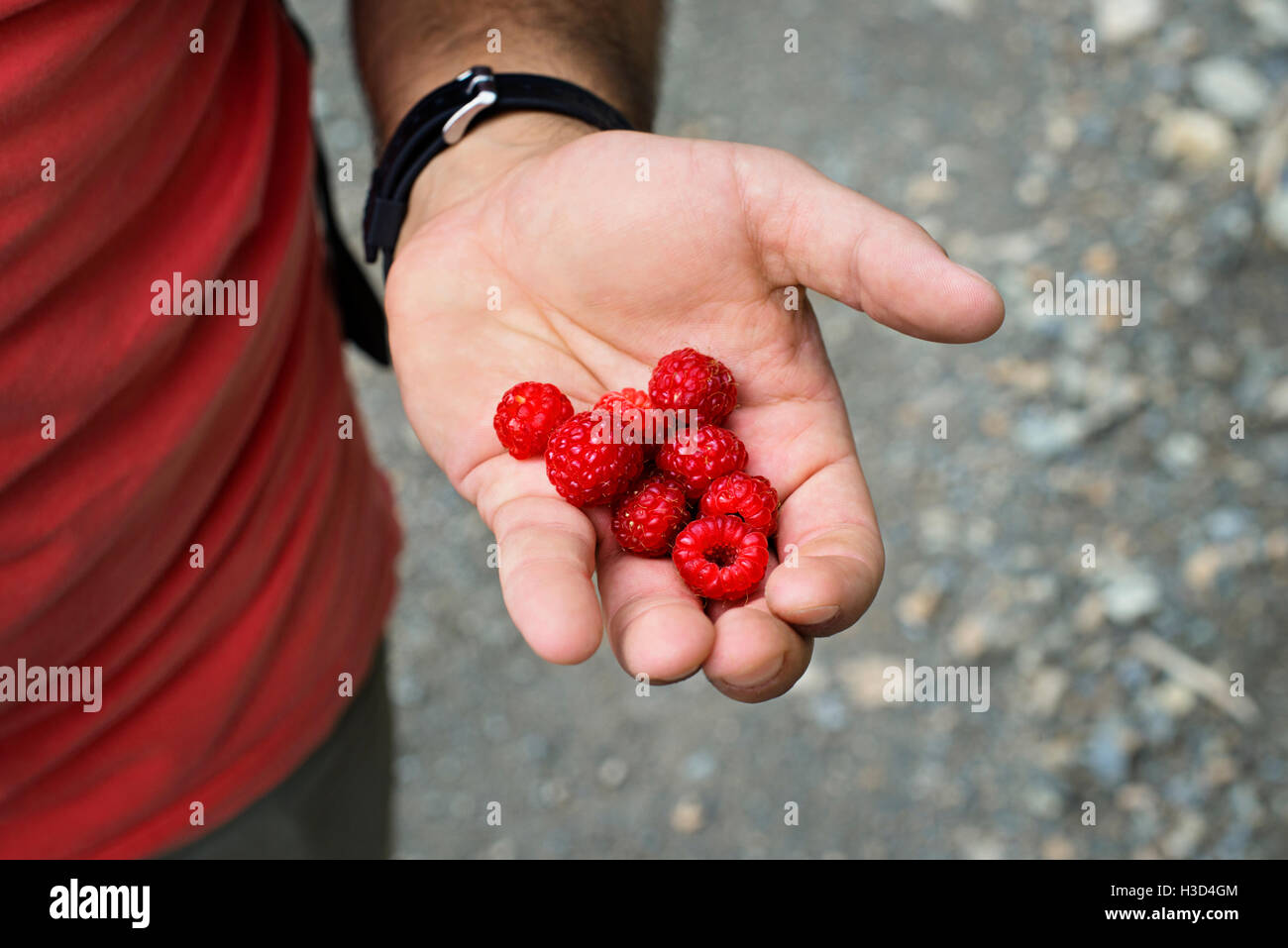 Hand holding raspberries hi-res stock photography and images - Alamy
