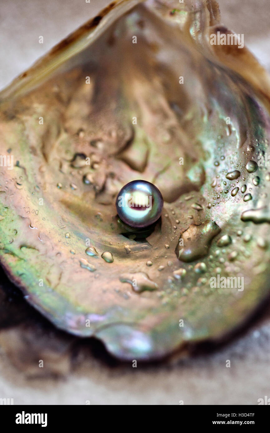 Pearl in oyster shell hi-res stock photography and images - Alamy