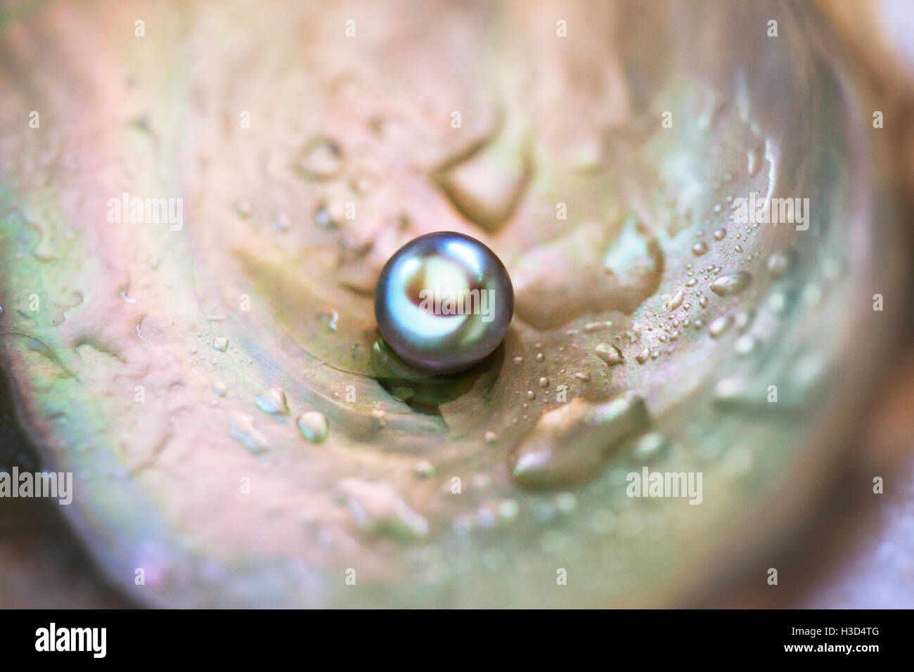 Pearl in oyster shell hi-res stock photography and images - Alamy