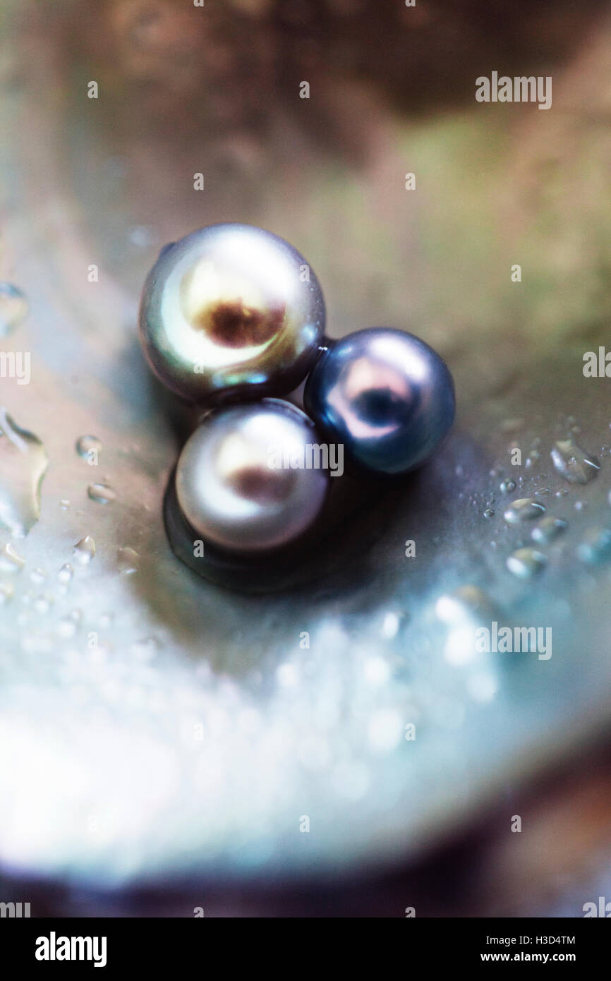 Close up pearl in oyster hi-res stock photography and images - Alamy