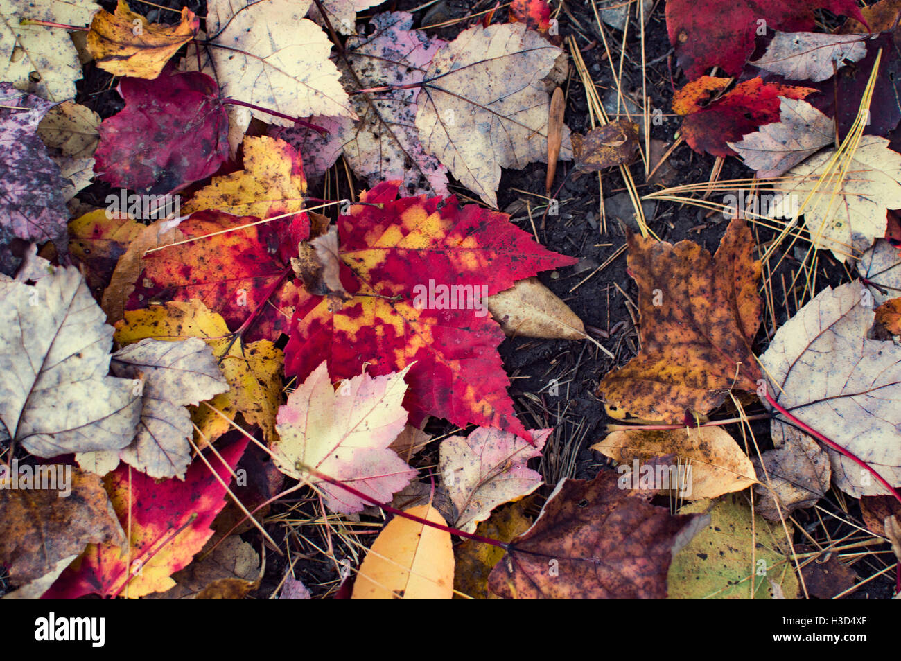 Overhead view of autumn leaves in forest Stock Photo - Alamy